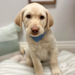 Available Puppies – All About Puppies