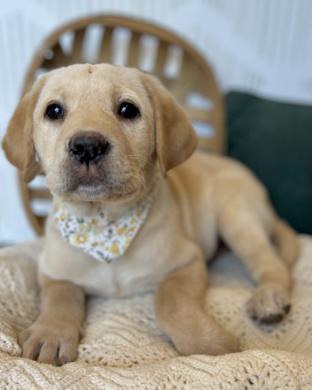 Available Puppies - All About Puppies