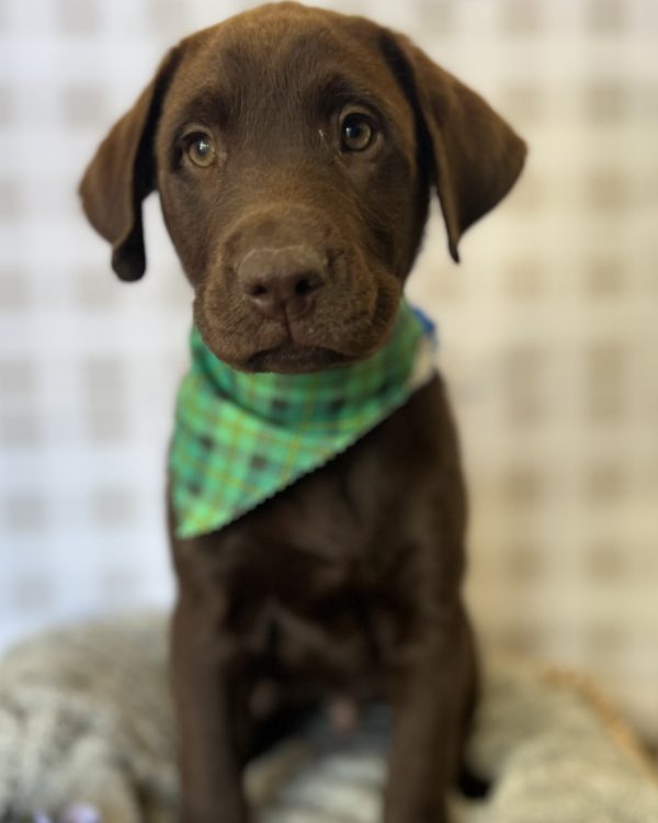 Available Puppies - All About Puppies