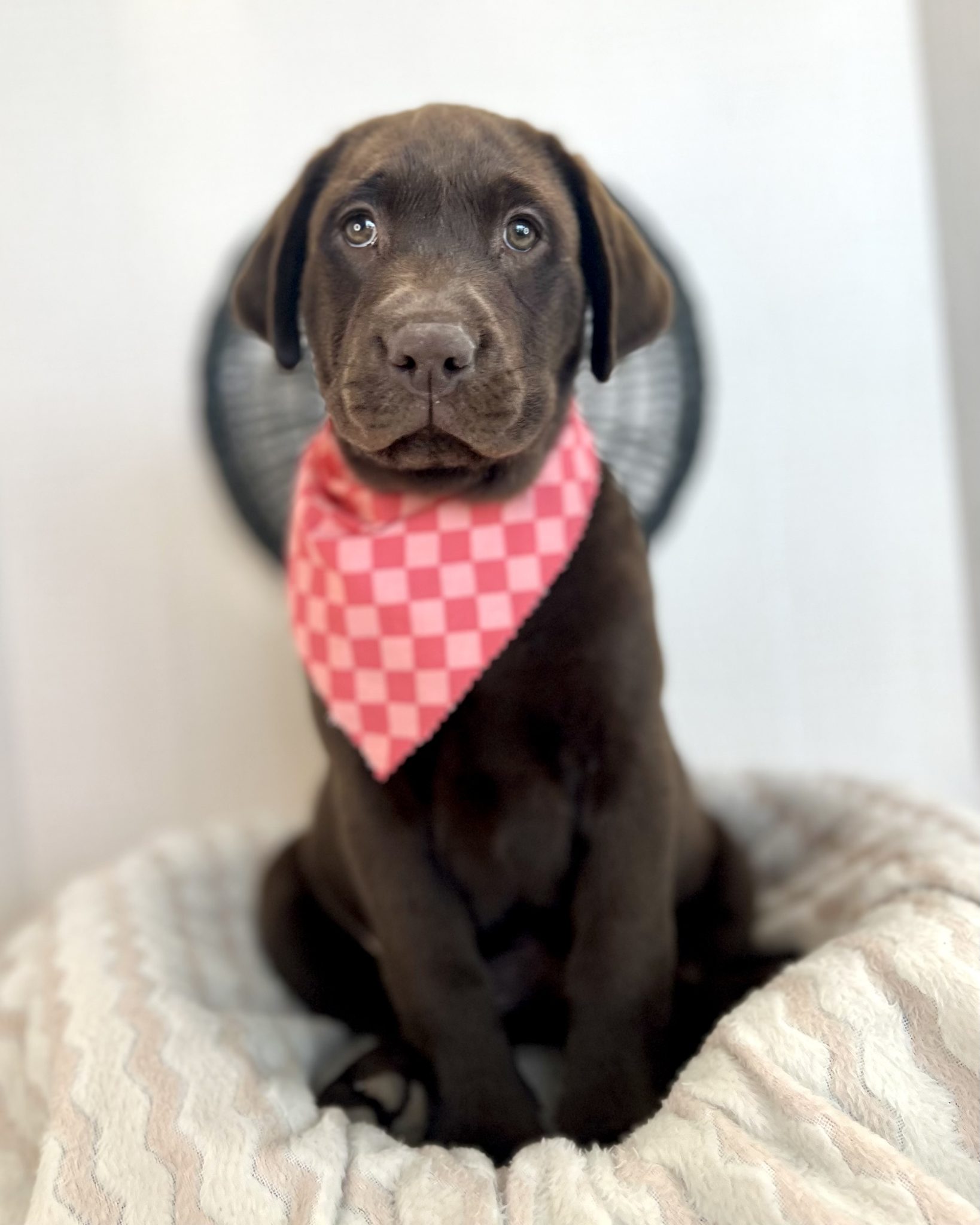 Available Puppies - All About Puppies