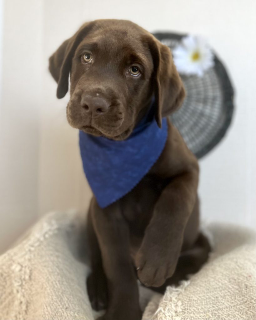 Available Puppies - All About Puppies