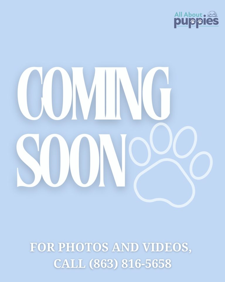 Available Puppies - All About Puppies