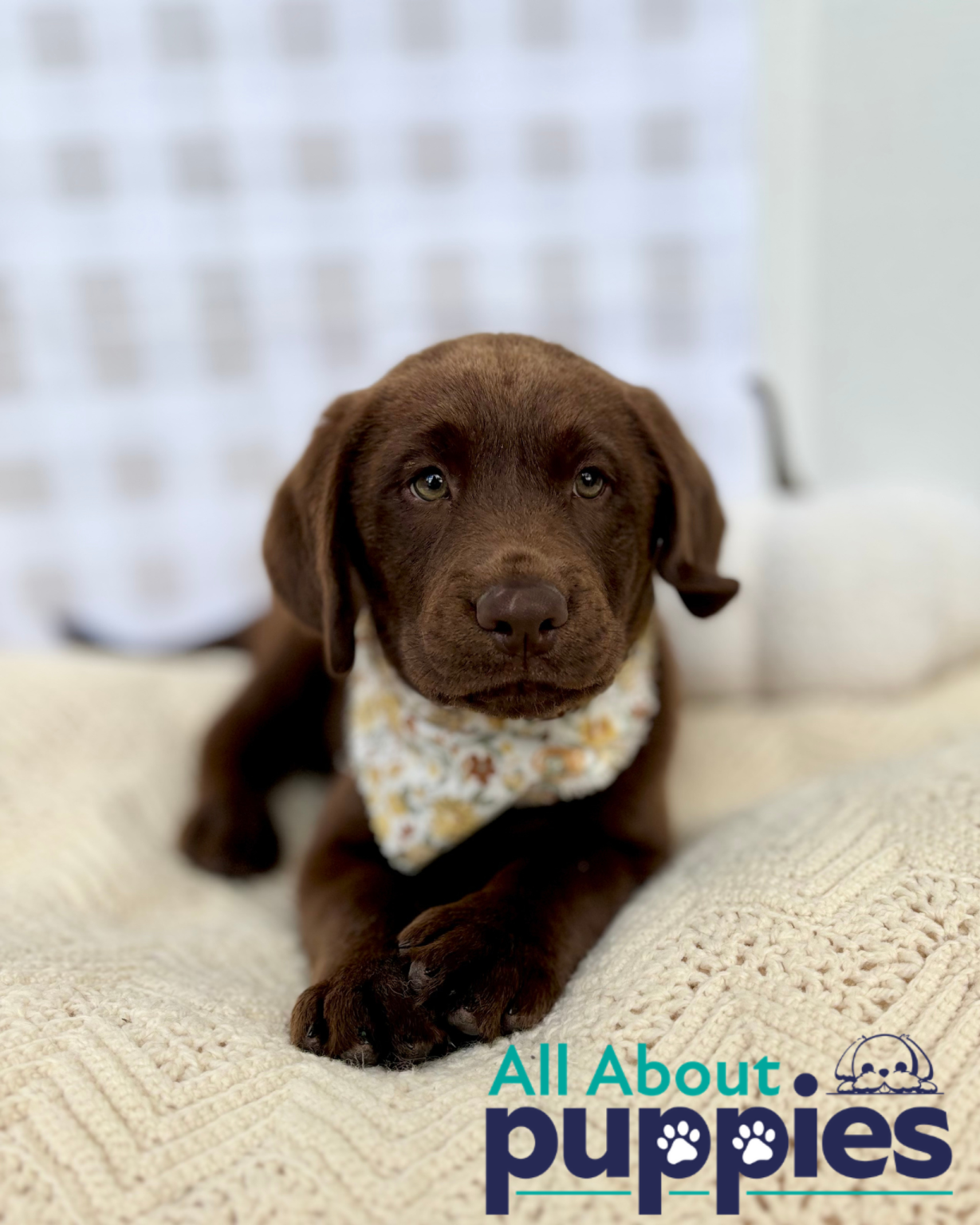 Available Puppies - All About Puppies